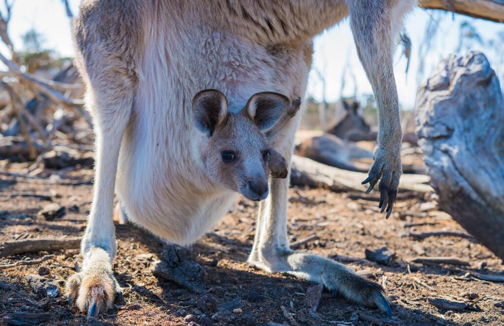 Alla scoperta degli animali più curiosi dell'Australia ...
